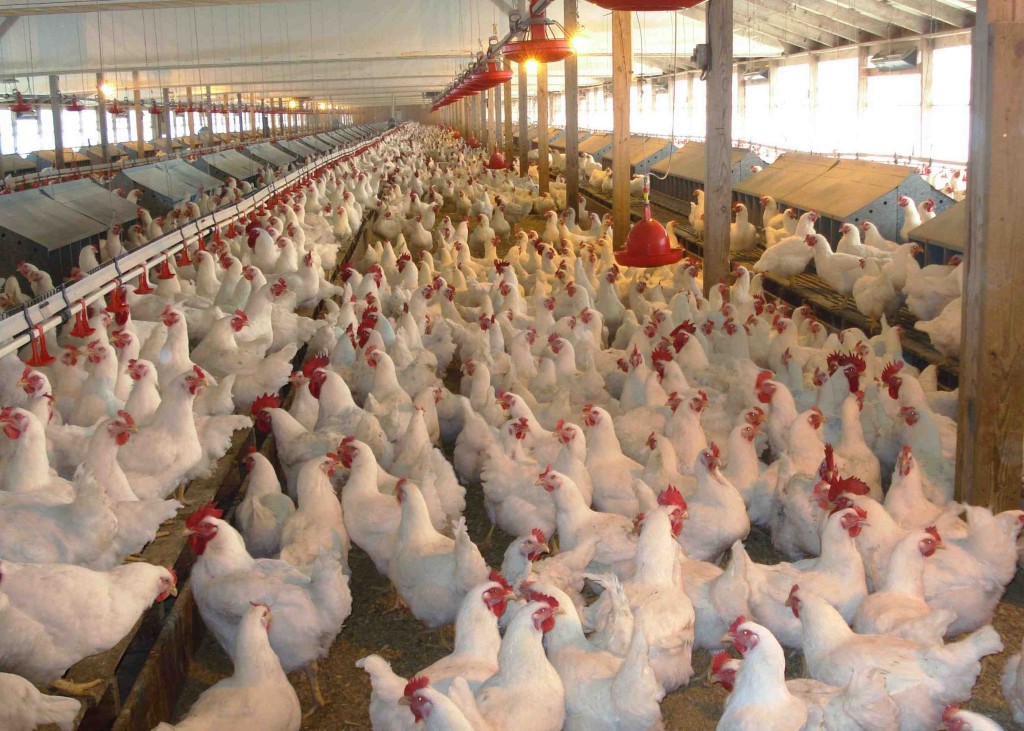 Beginners Guide to Keeping Poultry in Bangladesh - Bikroy Blog EN Beginners Guide to Keeping Poultry in Bangladesh - Bikroy Blog EN